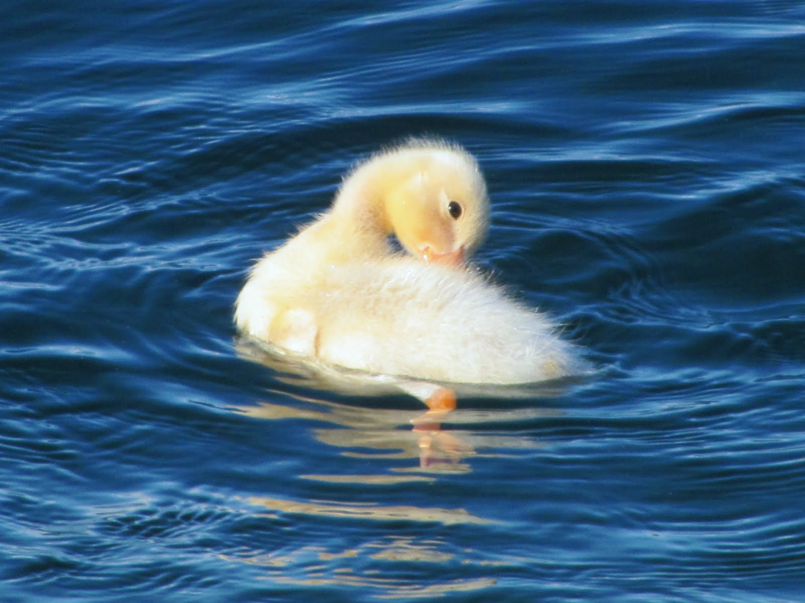 LE MAXIMUM: Un joli caneton jaune