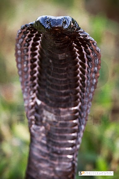 3P Photography: Rinkhals and all