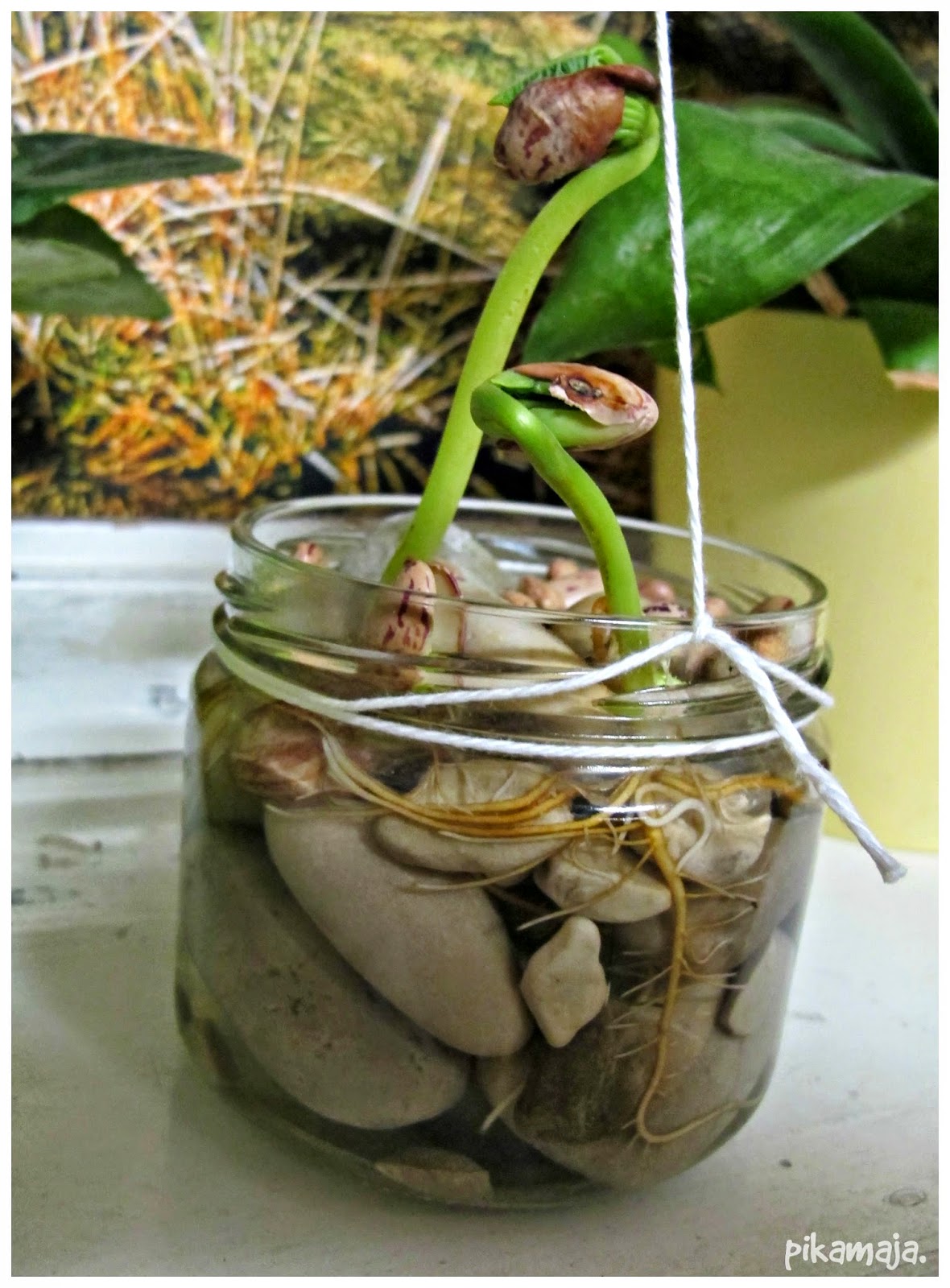 PIKAPOKICA : naš fižol