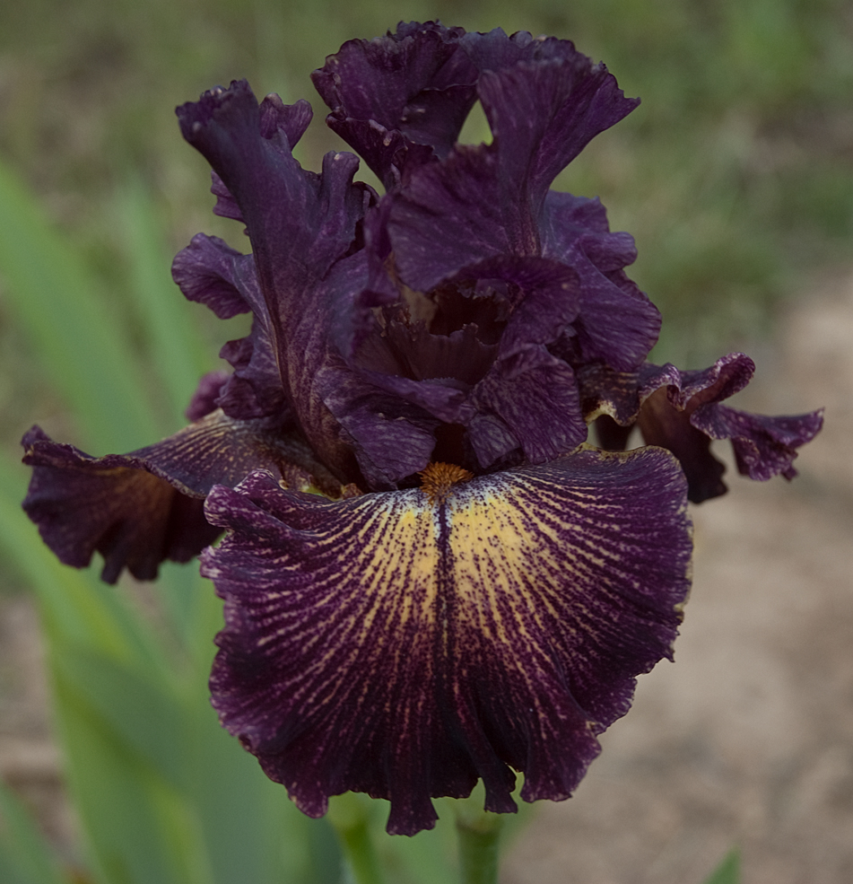 En Irismark i Spanien: IRIS