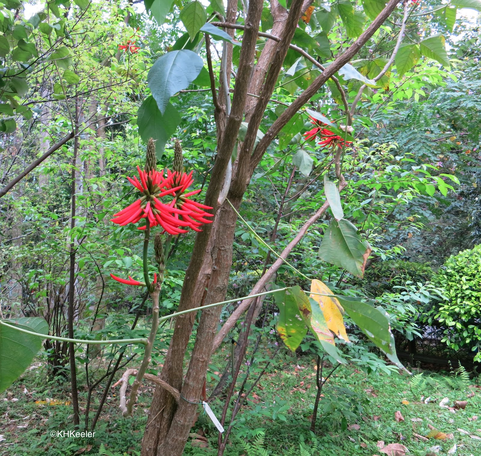 A Wandering Botanist: Plant Story--Coral Trees, the Erythrina species