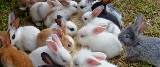Macam-macam Pakan Kelinci Terbaik, Dari Hijauan Sampai Konsentrat ...