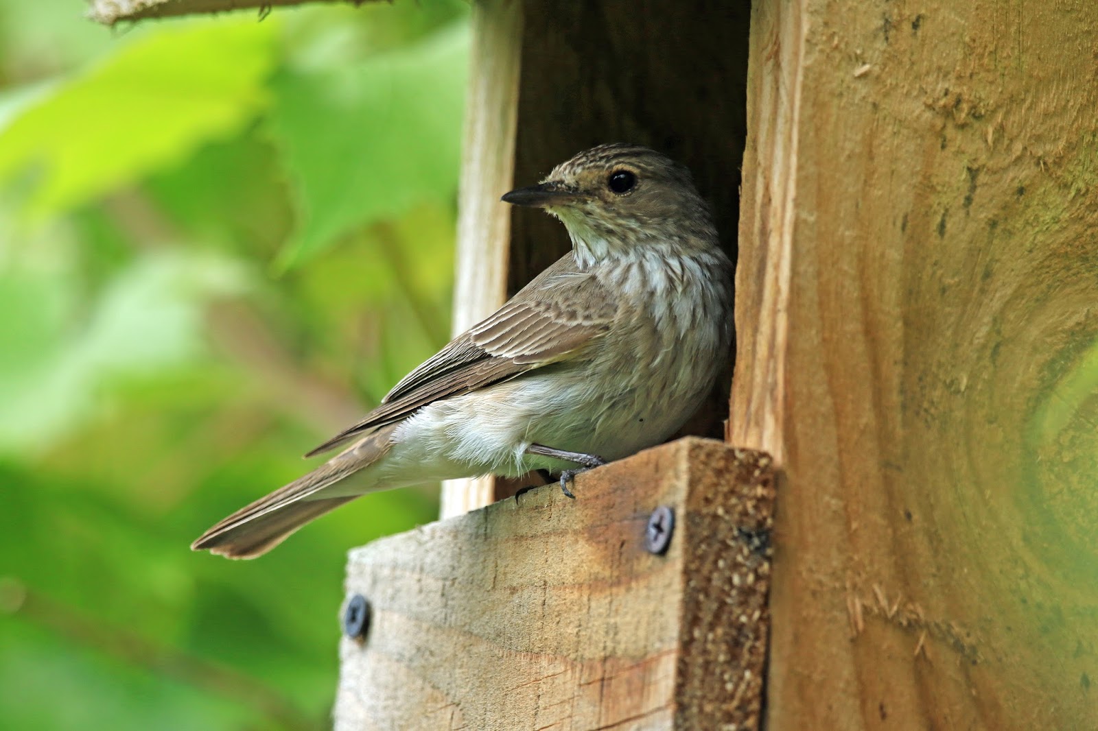 MONTGOMERYSHIRE BIRDS: Spotted Flycatcher