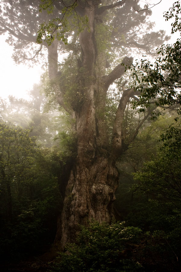 Molly's Art Blog: For Future Reference: Forests & Trees...