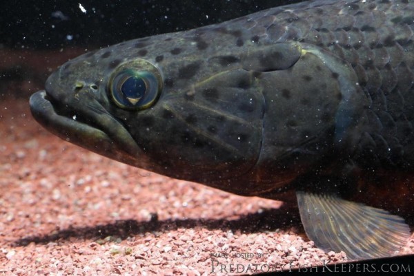 O Livro da Natureza: Anjumara, peixe lobo do rio