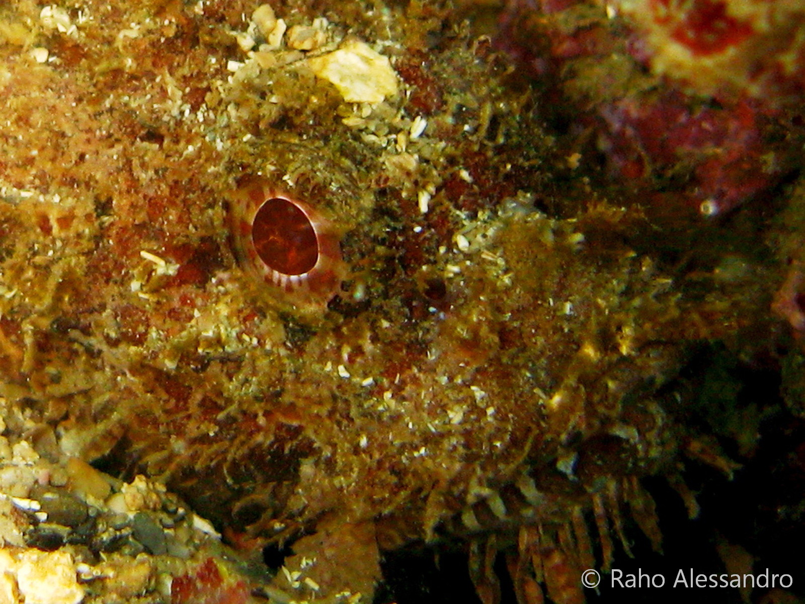 Necton e Plancton: Pesci: Scorfano