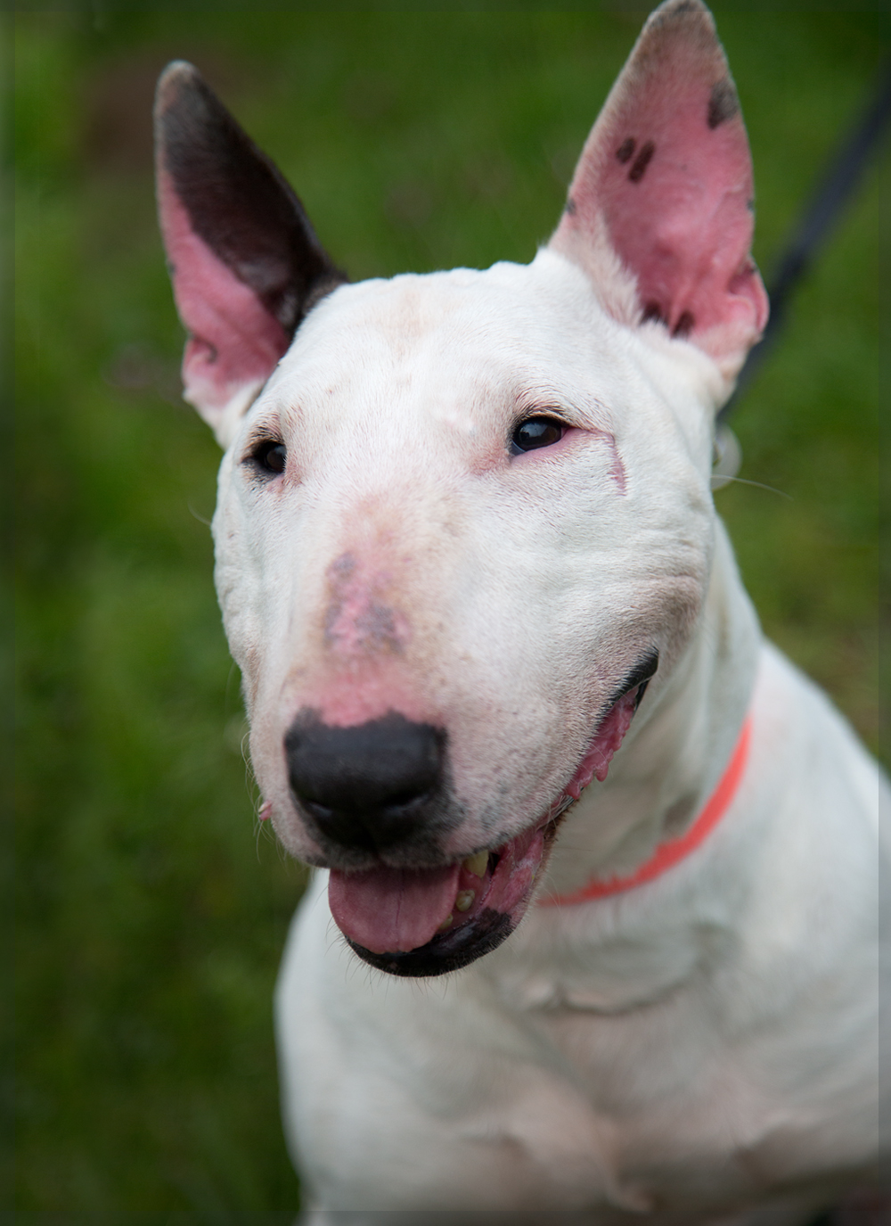 Shelter Dogs of Portland: "MCKENZIE" cutie bull terrier
