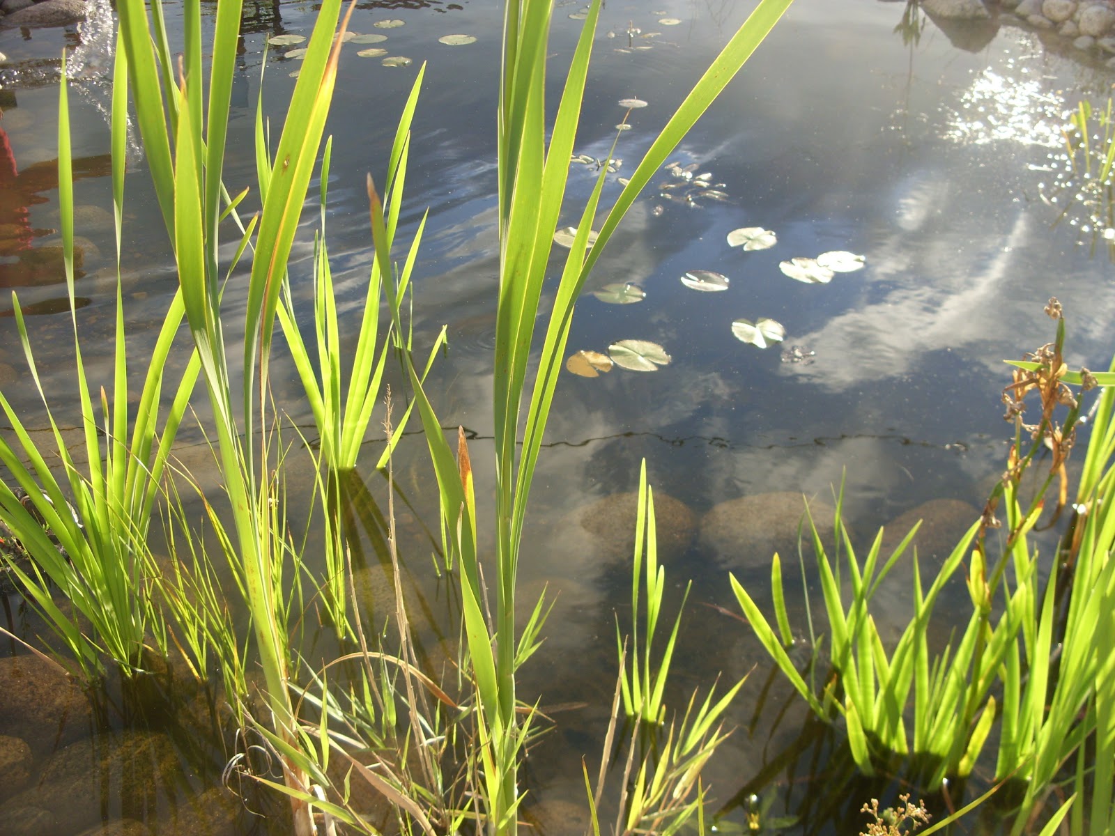 Jardim Autóctone: Construção de um charco/lago