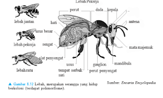 Ordo Hymenoptera - Our Akuntansi