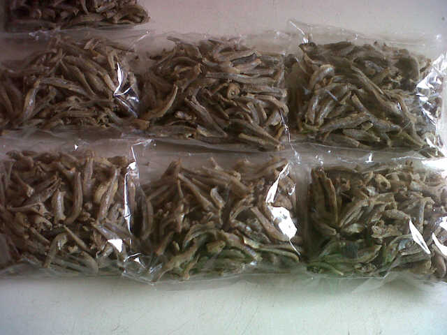 Mwanadada: DAGAA WANAUZWA.......