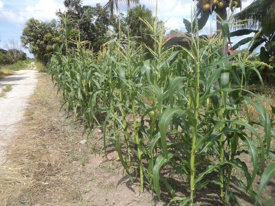 anaklaut: JAGUNG MANIS