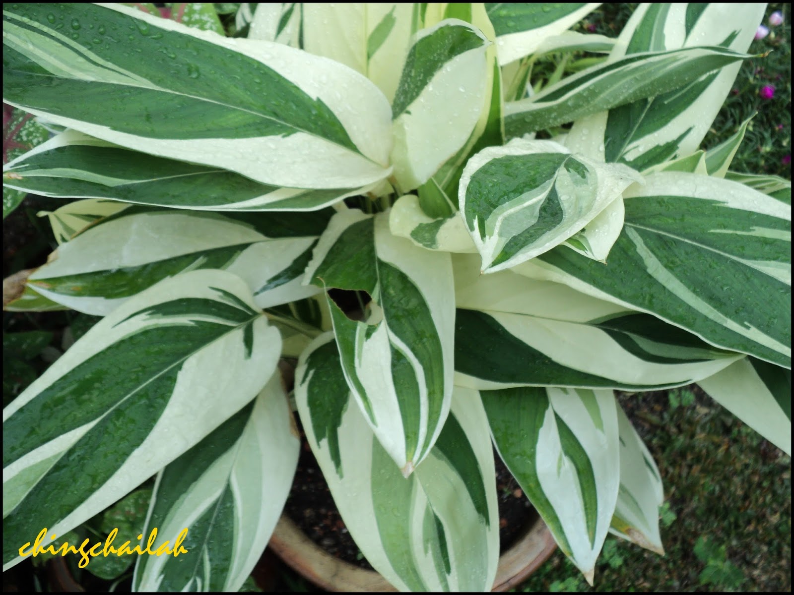 Simple Living In Nancy: Growing Variegated Araru Plants In My Garden