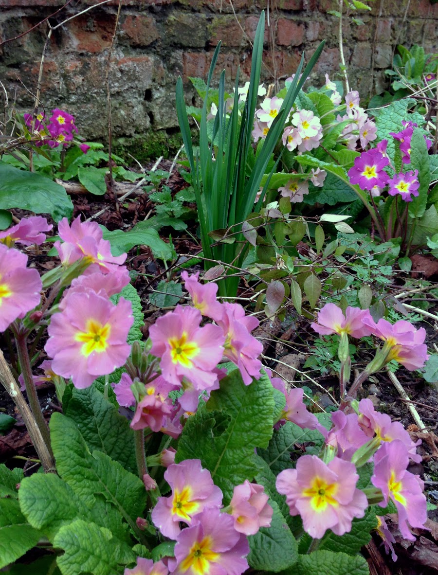 purple podded peas: 100 Flowers : #017 Victorian Polyanthus