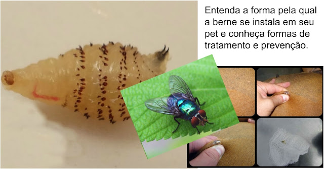 Center Vet: Berne: prevenção e tratamento