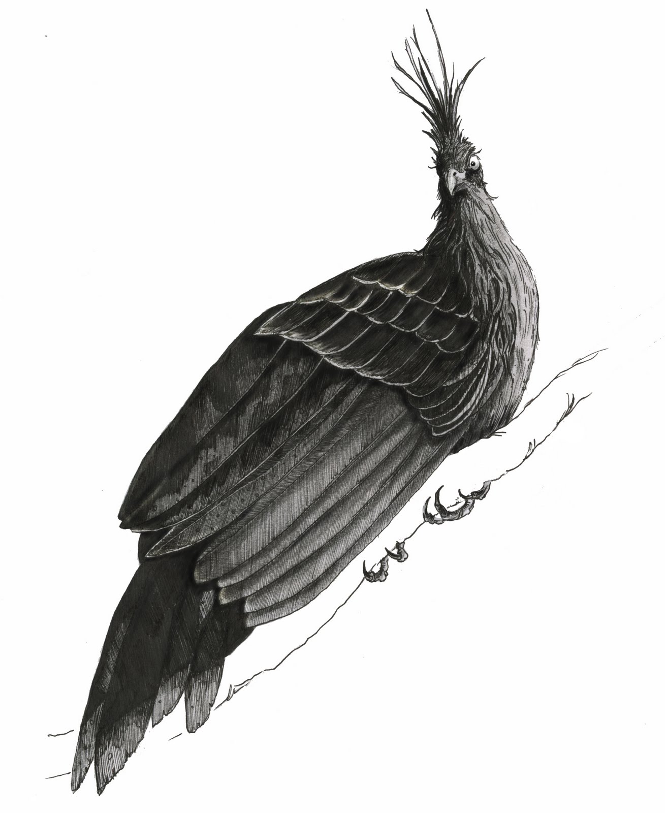 Ben Rothery Illustrator: edited birds