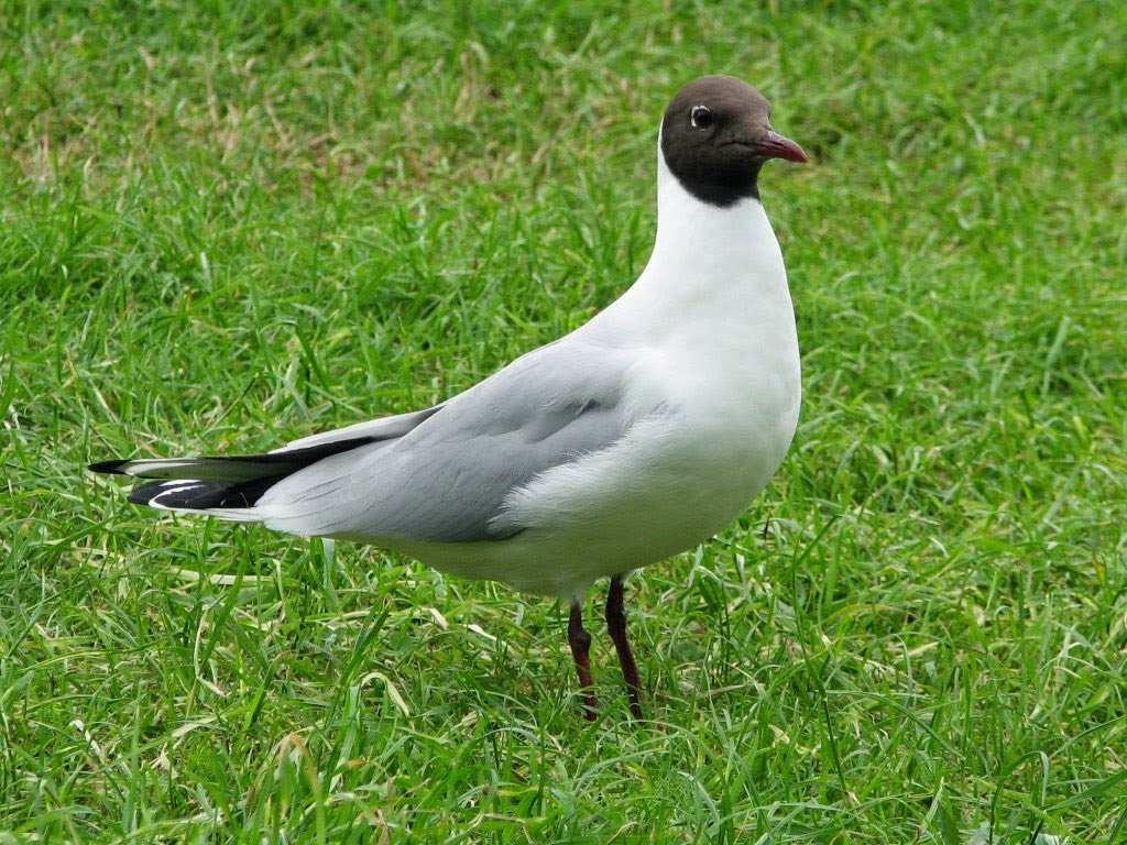 Black-headed gull - Pets