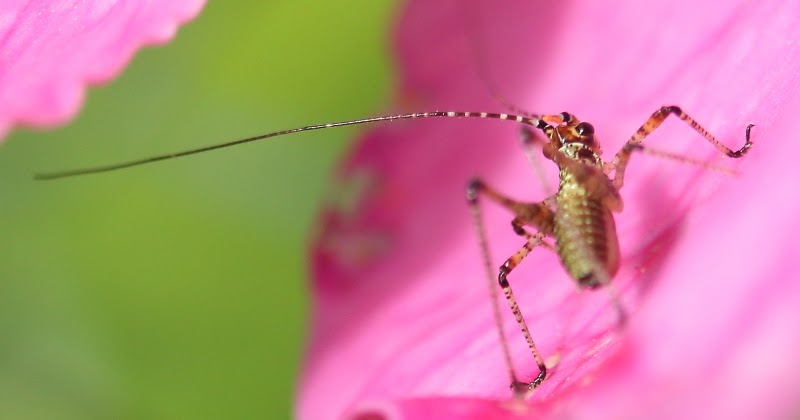 photos-enflanant: Un tout petit insecte - Lyon 2016