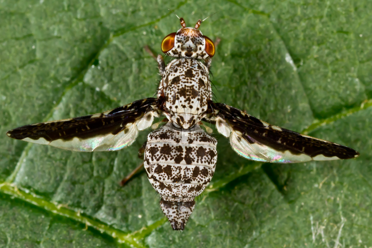 Harvey's Spiders n Stuff: Picture-winged Fly - Callopistromyia strigula