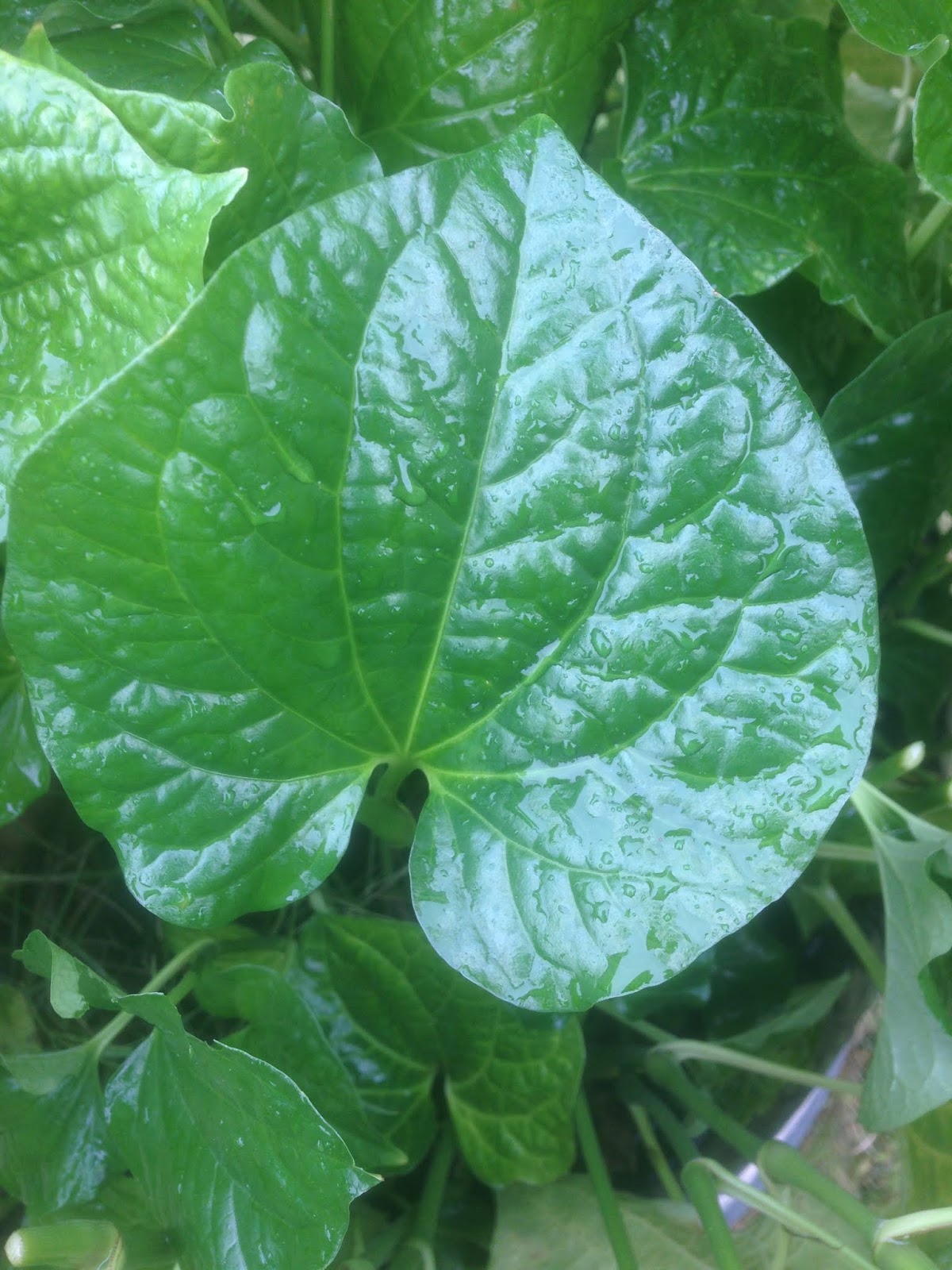 perbezaan daun sireh dan daun kaduk - Phil Peake