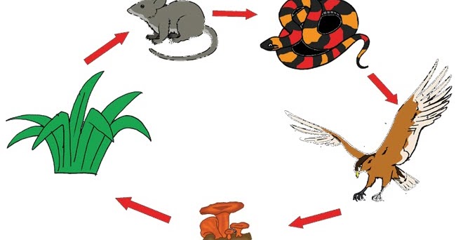 Menjelaskan Rantai Makanan Pada Ekosistem