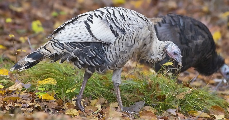 SWFloridabirder: Leucistic Wild Turkey