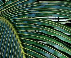 WONG JOWO IN THE BLOG: NAMA-NAMA DAUN TUMBUHAN DAN POHON DALAM BAHASA JAWA