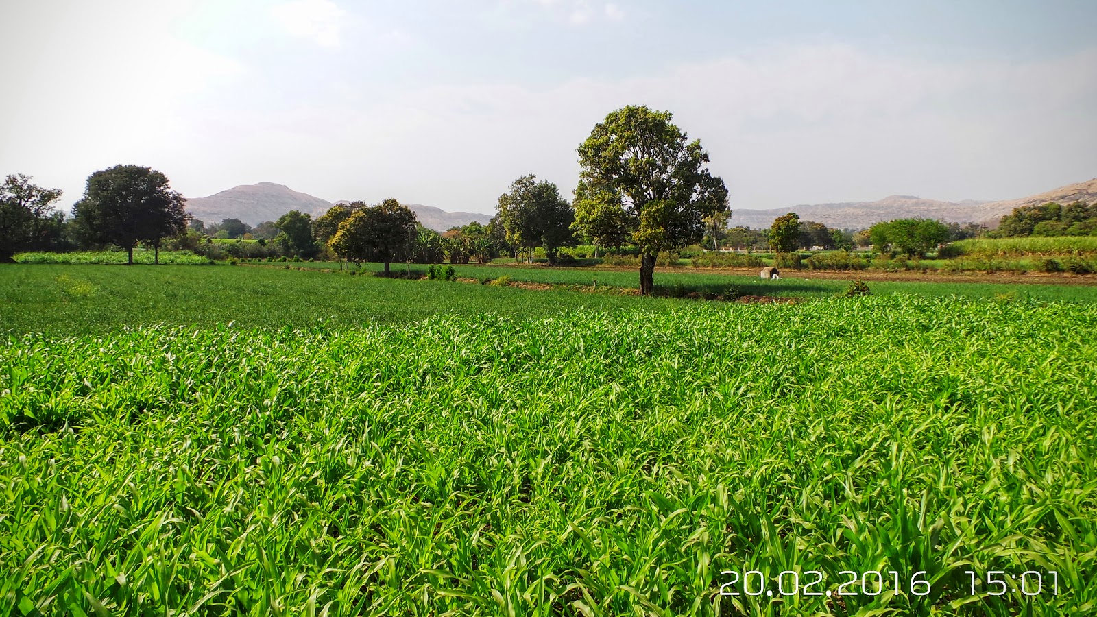 Ravi Karandeekar's Pune Real Estate Market News Blog: There is ...