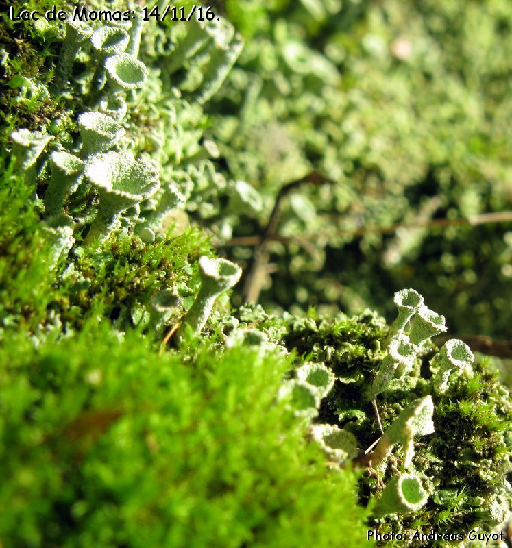 Orchidées du Béarn. : Observation d'un lichen rare en plaine en strate ...