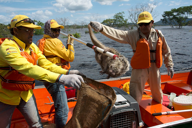 Más de 8 mil animales fueron rescatados durante la formación del ...