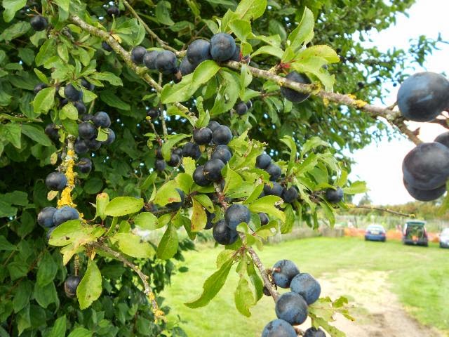 সেউজী ধৰণী -Seuji Dharani: এশ এবিধ শাক::(তৃতীয় ভাগ)::101 herbs of ...