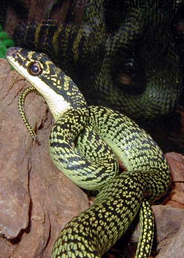 Chrysopelea, The Flying Snake | Amazing Creatures