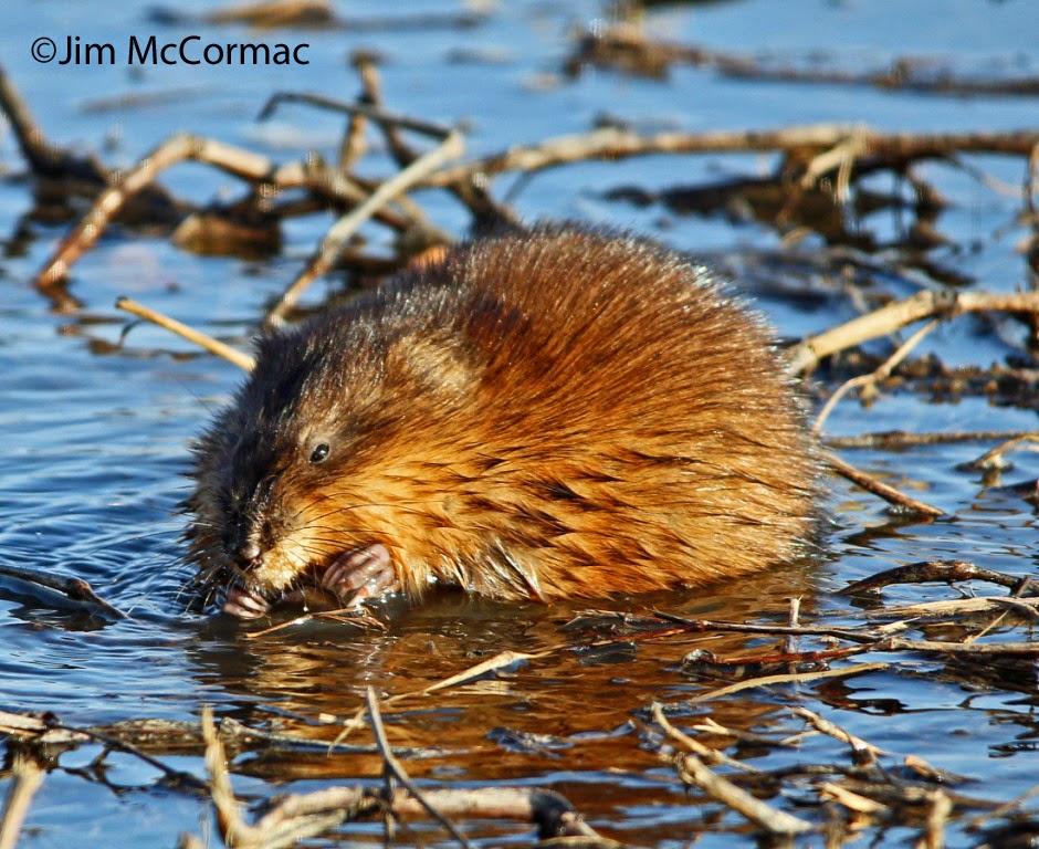 Ohio Birds and Biodiversity: Muskrats deserve love as vital vole of ...
