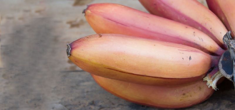 Manfaat Pisang Merah Untuk Ibu Hamil - Jenis Pisang Dan Manfaatnya