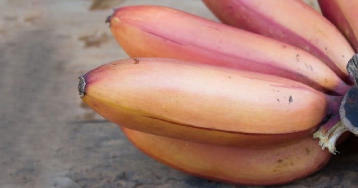 Manfaat Pisang Merah Untuk Ibu Hamil - Jenis Pisang Dan Manfaatnya