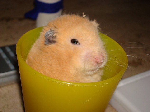 23 Adorable baby animals in cups | Amazing Creatures