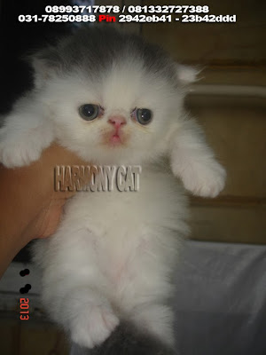 Hamster Dan Kucing Persia Murah Surabaya: DI JUAL KUCING JANTAN EXO ...