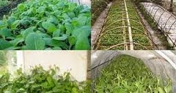 Cara Mudah Membuat Bibit Tembakau (Nicotianae Tabacum L) Yang Baik dan ...