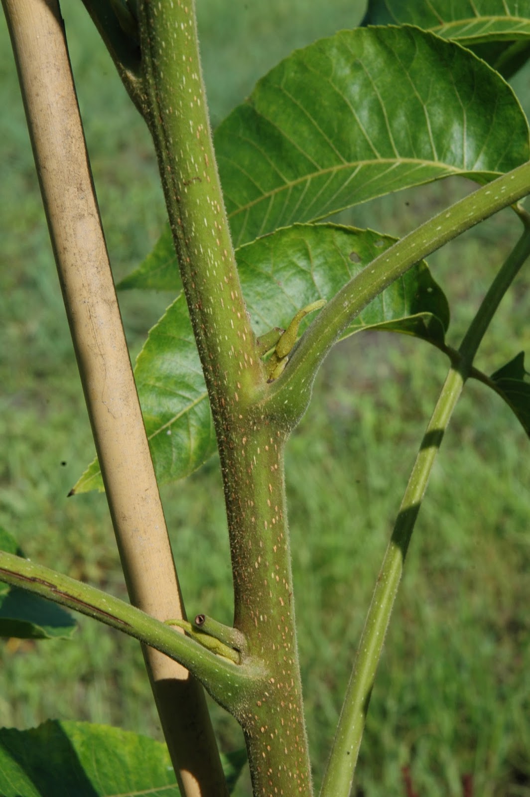 Northern Pecans: Be careful to remove the right buds during young tree ...