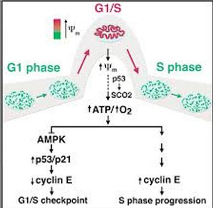 G1 phase, CDKCs bind and phosphorylate members of the retinoblastoma ...