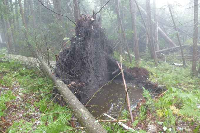 Life in the Swamp: 2013