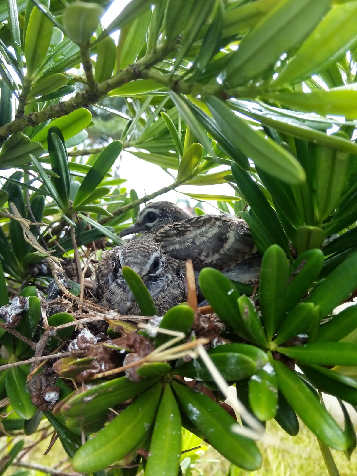 WW: Burung Merbuk di Rumahku - My Rainbow...