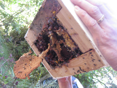 Splitting our native bee hive - for the first time!