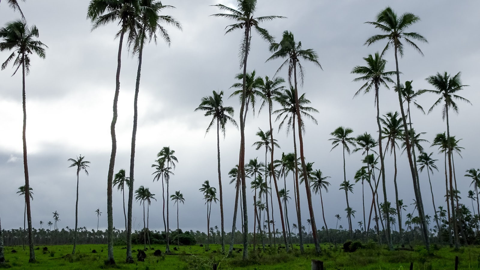 Tonga - The iron humpback whale - Sven's Travel Venues