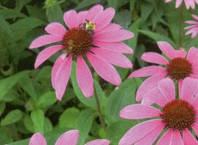 Ehinaceja – Biljna Ljekarna