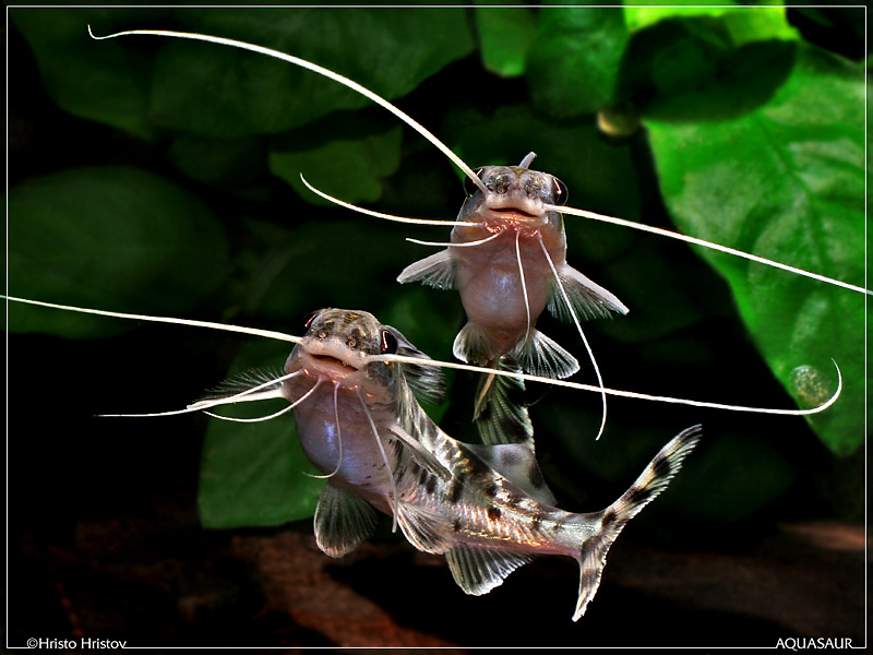 ZA FISH ACTION: Pictus Cat (Pimelodus pictus), Si Punggung Berduri dari ...