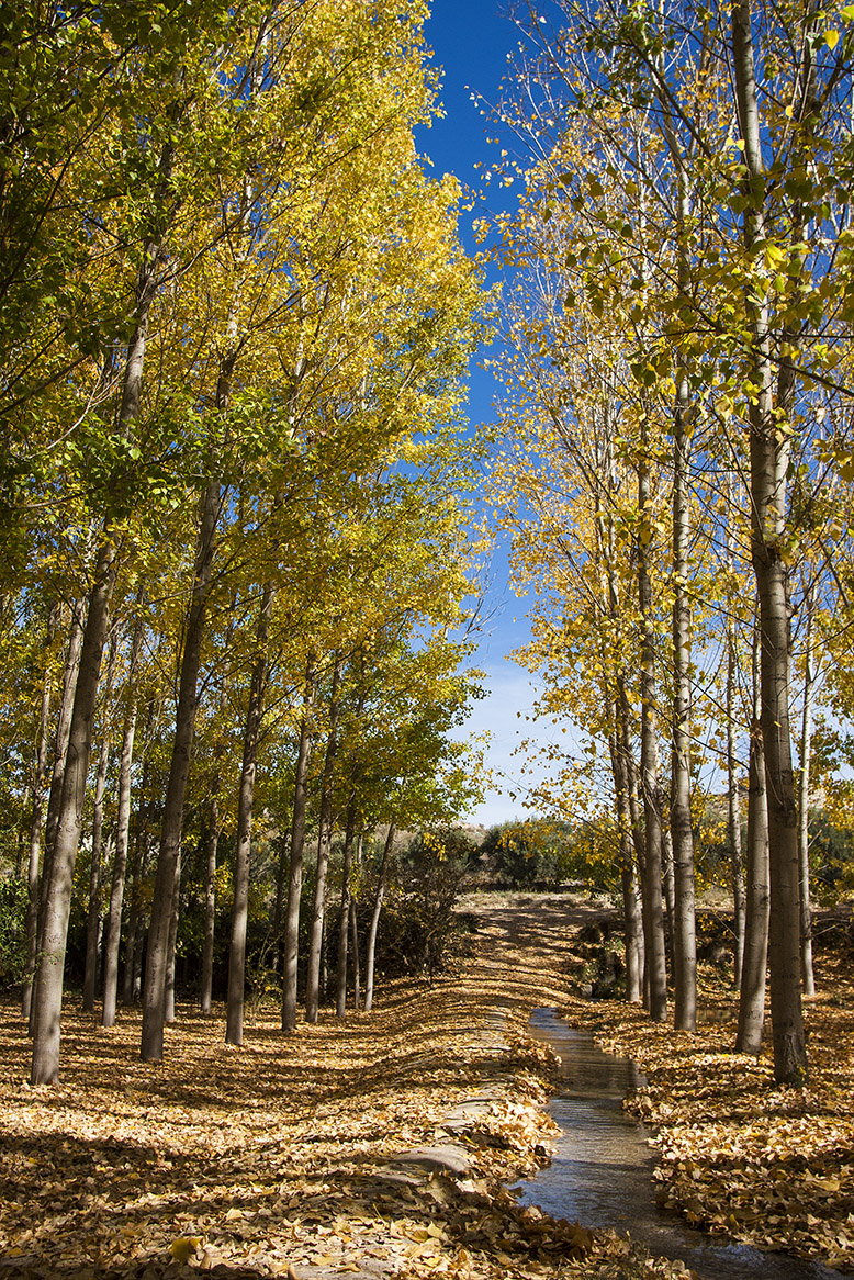 El Blog de Jesus Claudio: Alamedas en el río Guardal