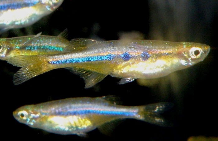 金魚&水族快訊Goldfish & Aquarium Messages: 藍珍珠燕子燈魚(Laubuca dadiburjori /Chela ...