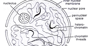 NUCLEUS Structure and Function
