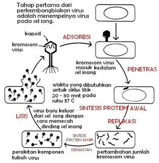 Siklus Hidup Herves simplex Virus ~ Val Rein's blog