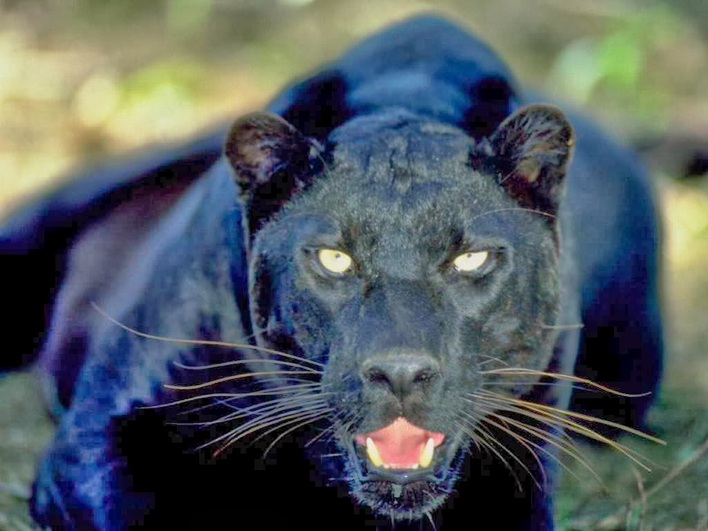 Imagen del pantera animal salvaje - Imagui